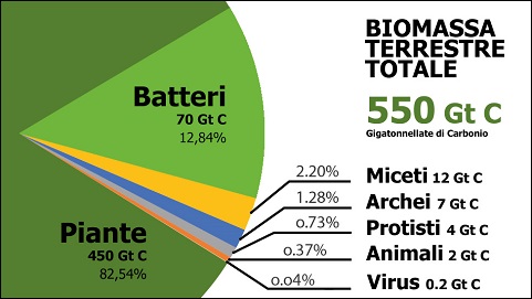 The biomass distribution on Earth